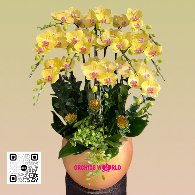 LAN HỒ ĐIỆP VÀNG 10 CÀNH 4 - LAN HỒ ĐIỆP ORCHIDS WORLD