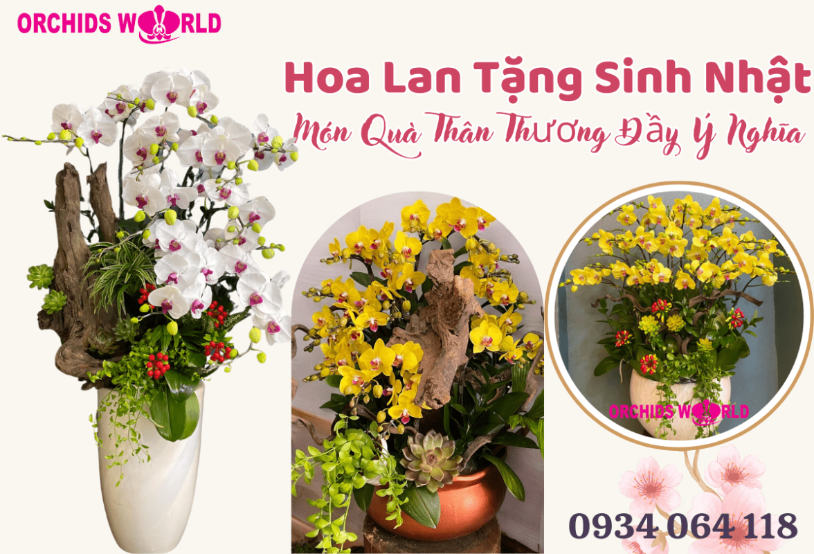 HOA LAN TẶNG SINH NHẬT - MÓN QUÀ THÂN THƯƠNG ĐẦY Ý NGHĨA - LAN HỒ ĐIỆP ...