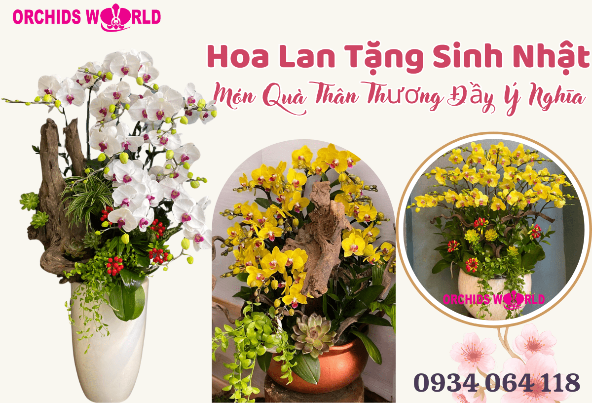 HOA LAN TẶNG SINH NHẬT - MÓN QUÀ THÂN THƯƠNG ĐẦY Ý NGHĨA - LAN HỒ ĐIỆP ...