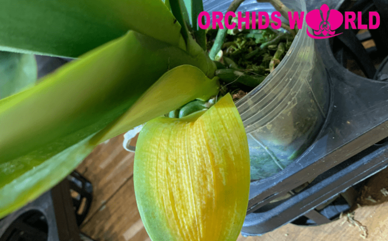 Lan hồ điệp bị héo lá: 4 Nguyên nhân và cách khắc phục - LAN HỒ ĐIỆP ...