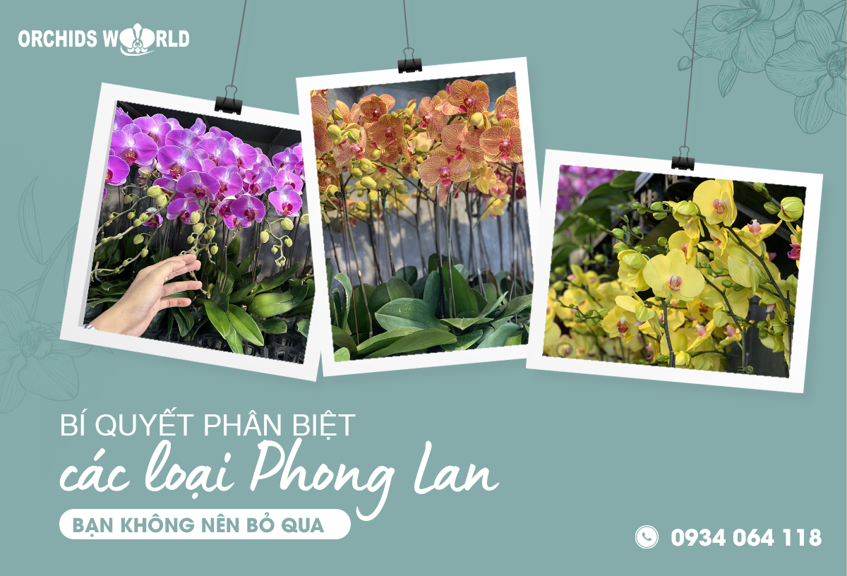 Bí Quyết Phân Biệt Các Loại Phong Lan Bạn Không Nên Bỏ Qua - LAN HỒ ĐIỆP ORCHIDS WORLD