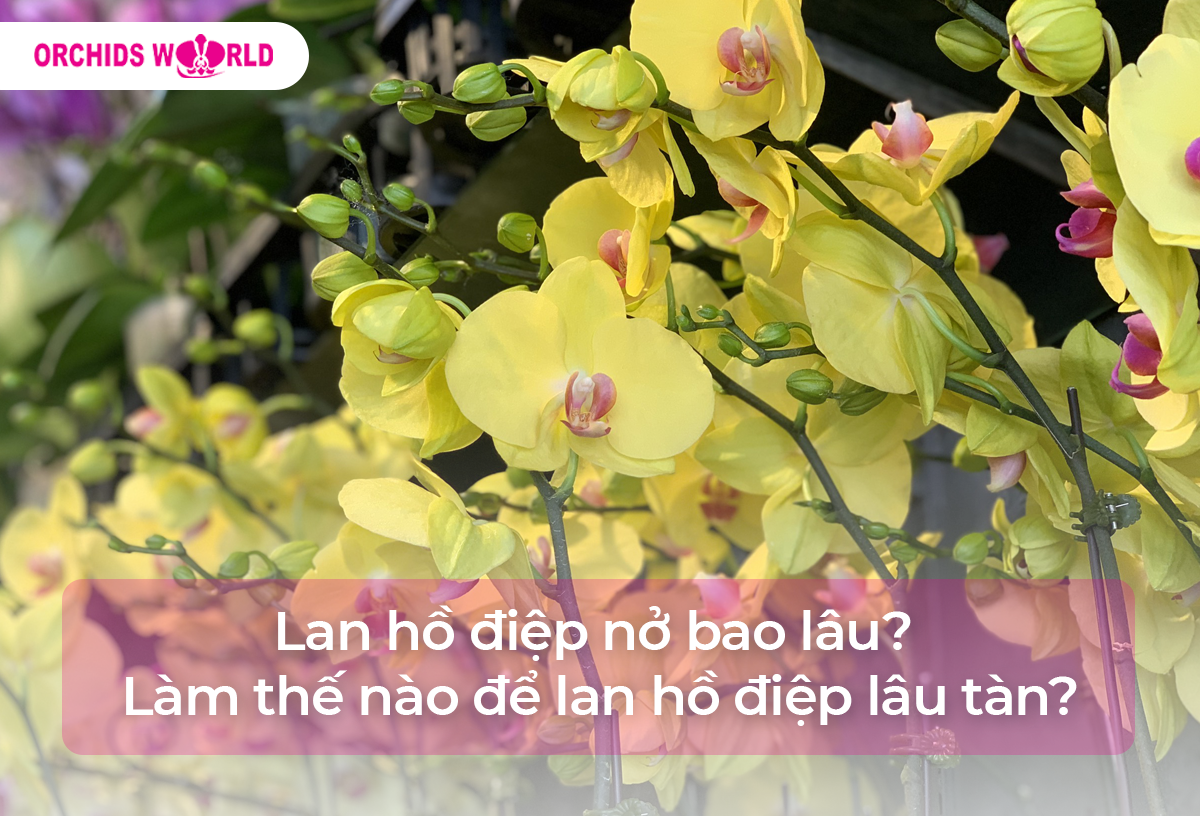 Lan Hồ Điệp Nở Bao Lâu? Làm Thế Nào Để Lan Hồ Điệp Lâu Tàn? - LAN HỒ ...