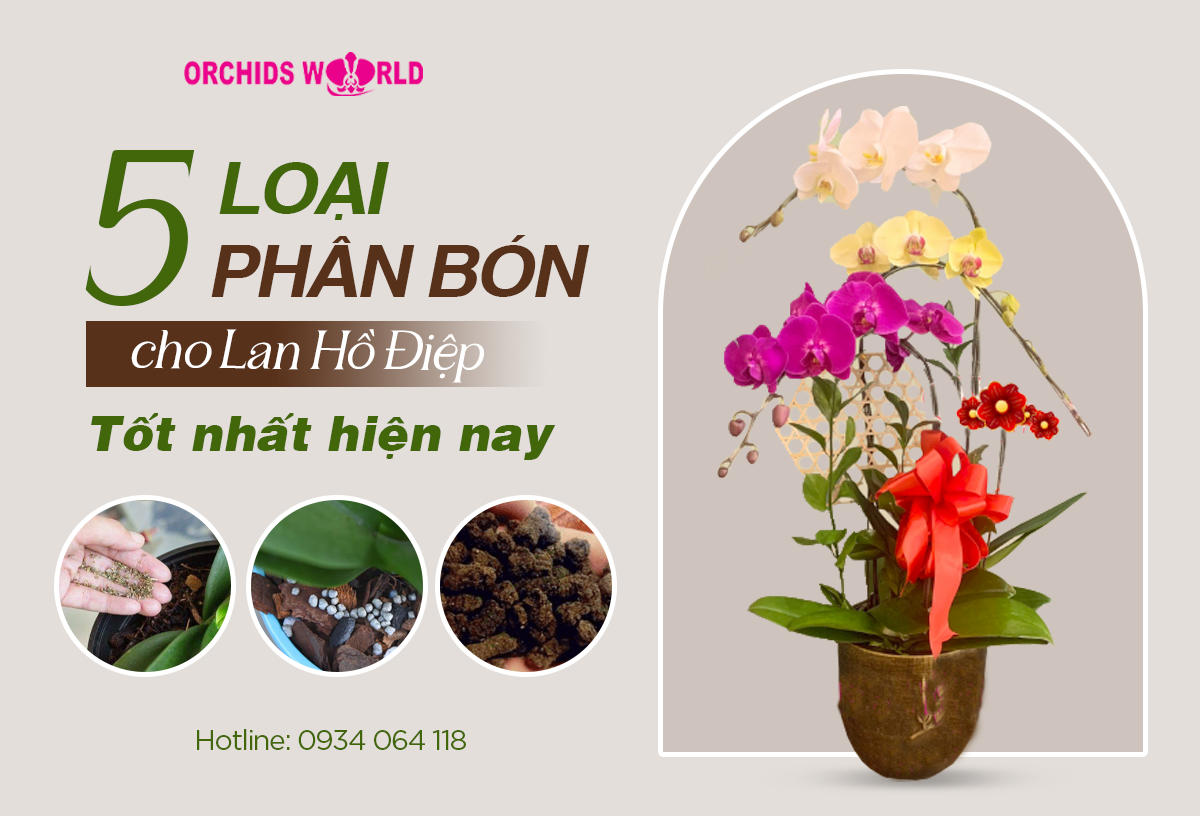 5 Loại Phân Bón Cho Lan Hồ Điệp Tốt Nhất Hiện Nay - LAN HỒ ĐIỆP ORCHIDS ...