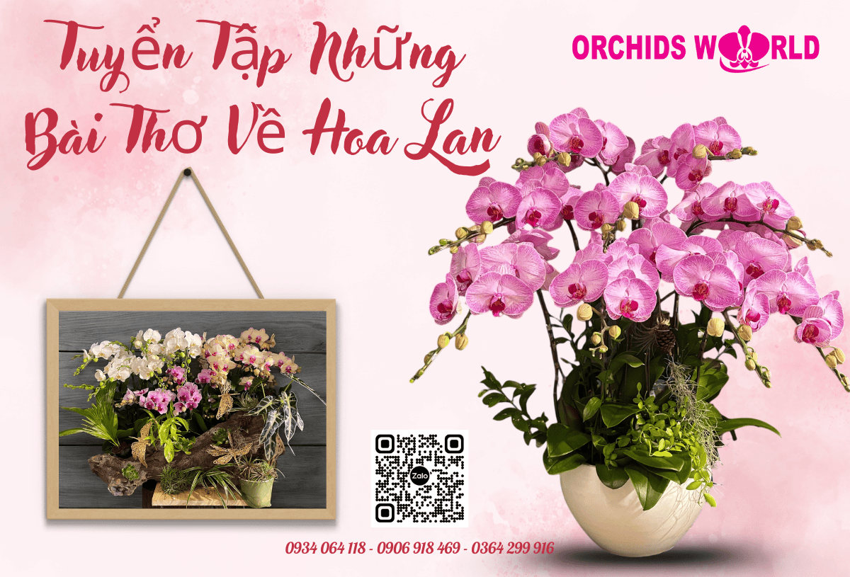 Tuyển Tập Những Bài Thơ Về Hoa Lan Hay Nhất, Mang Nét Đẹp Và Kiêu Sa - LAN HỒ ĐIỆP ORCHIDS WORLD